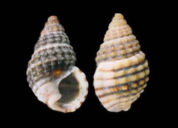 蛾螺总科 Buccinacea 蓝色动物学（中国动物学科普）